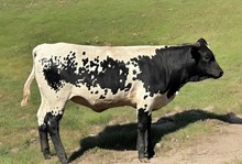 Texas Longhorns at M7 Longhorns - Black and White